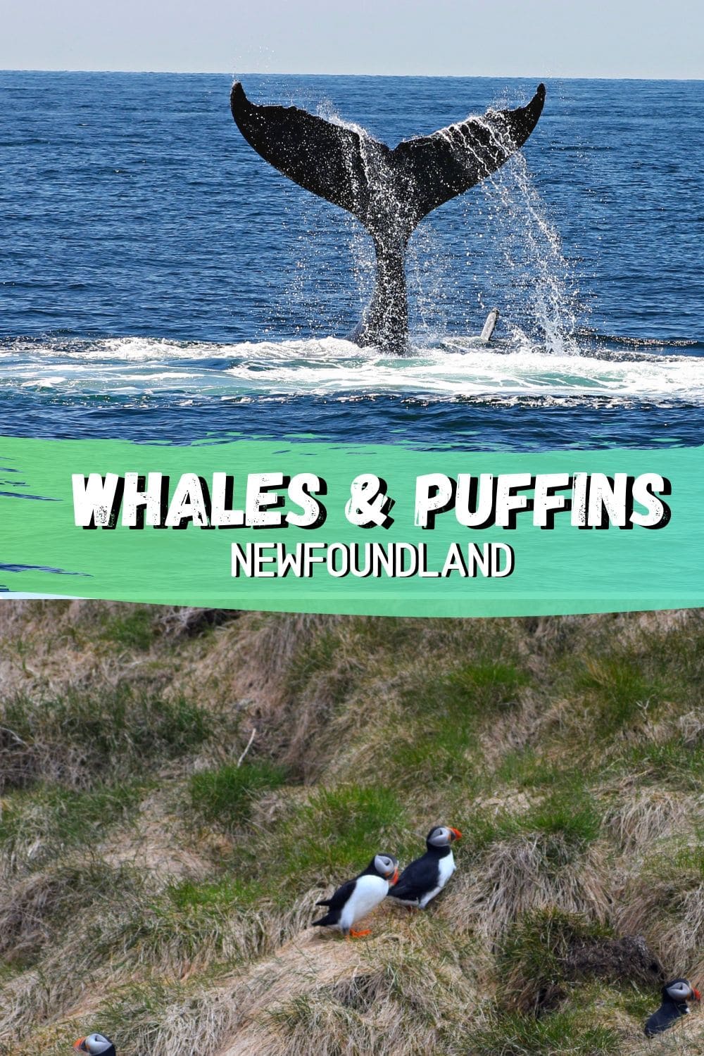 Whale and Puffin Watching in St. Johns, Newfoundland