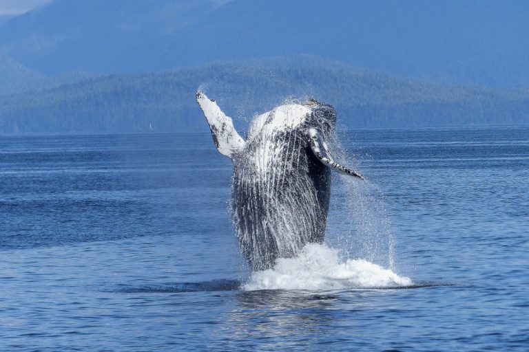 Everything You Need to Know About Whale Watching Canada - Must Do Canada