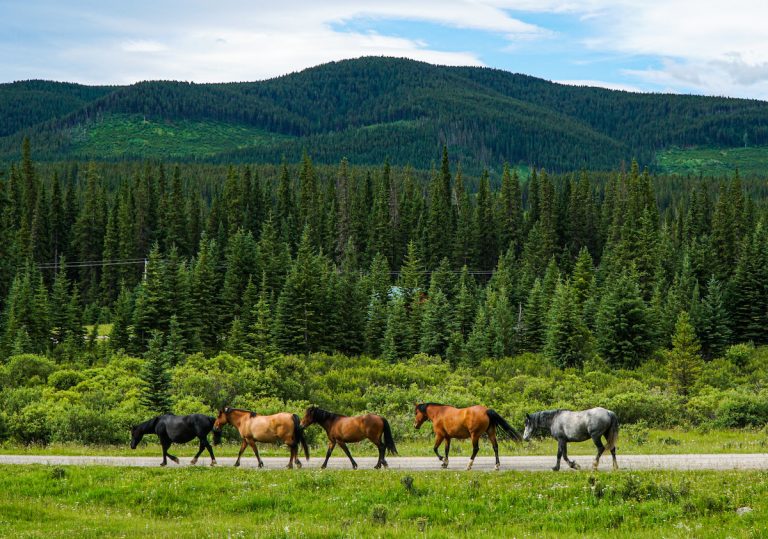 9 Fun Things to Do in Sundre Alberta - Must Do Canada