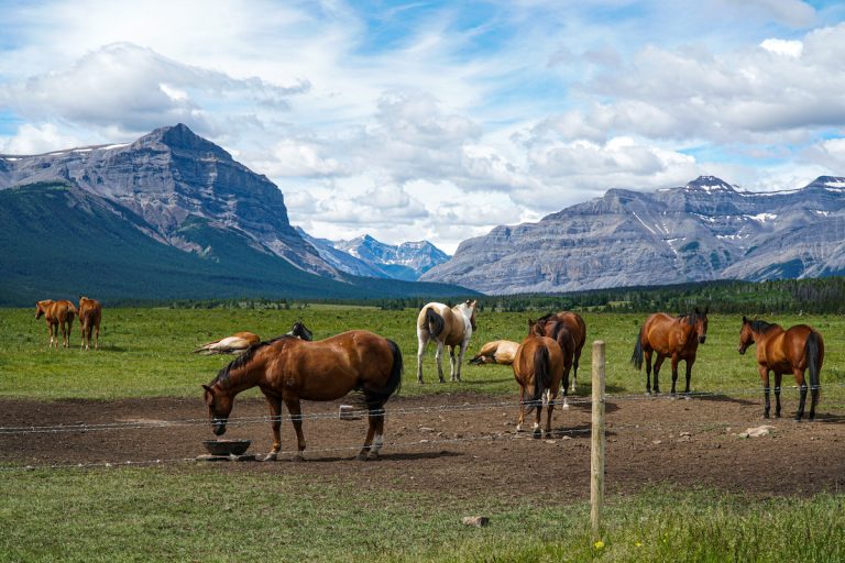 89 Fun and Interesting Alberta Facts - Must Do Canada