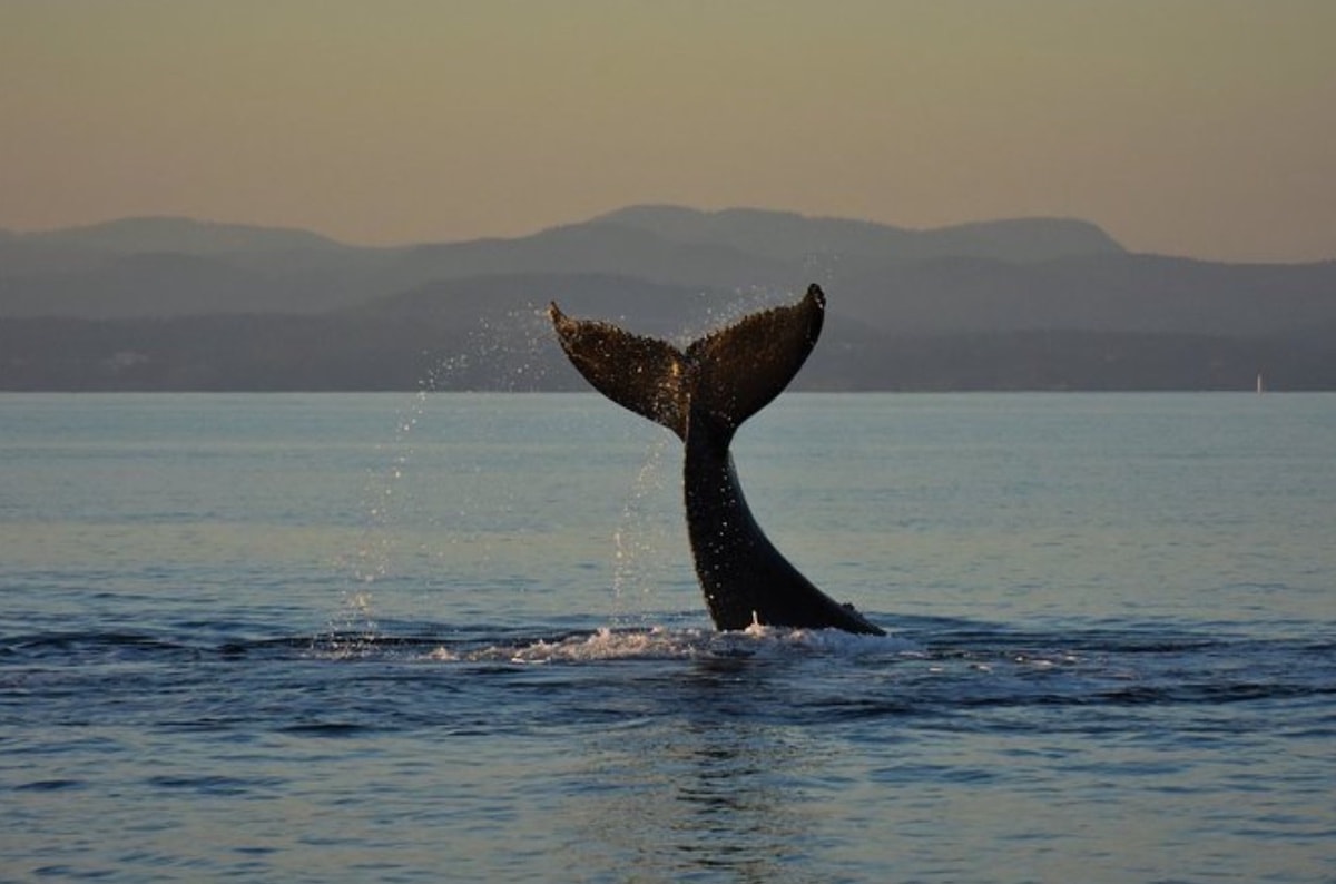 16 of the Best Victoria Tours - Must Do Canada