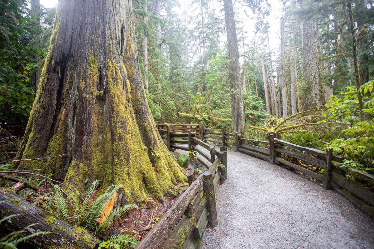 A Big Trees Vancouver Island Road Trip