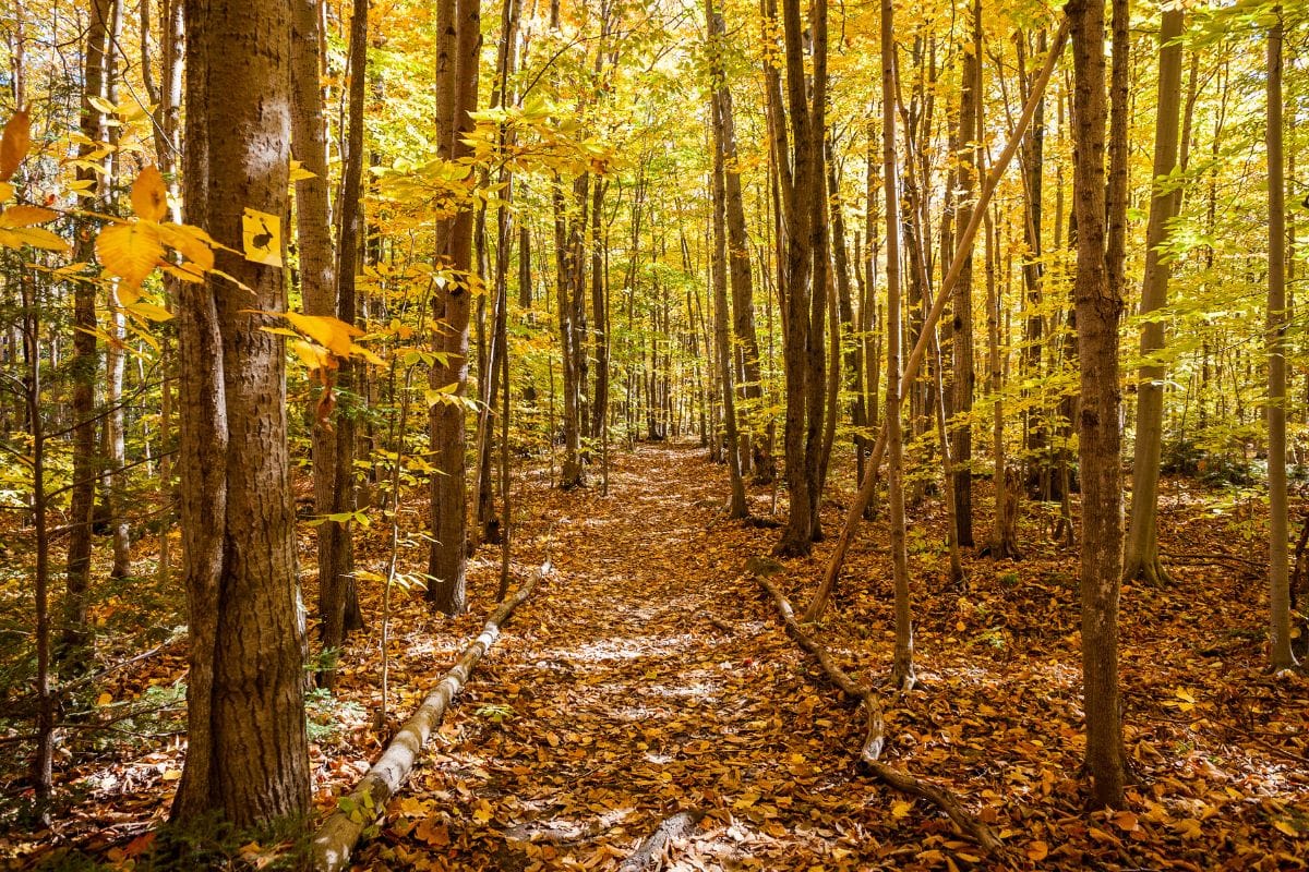 12 Great Things to Do in Laval - Must Do Canada